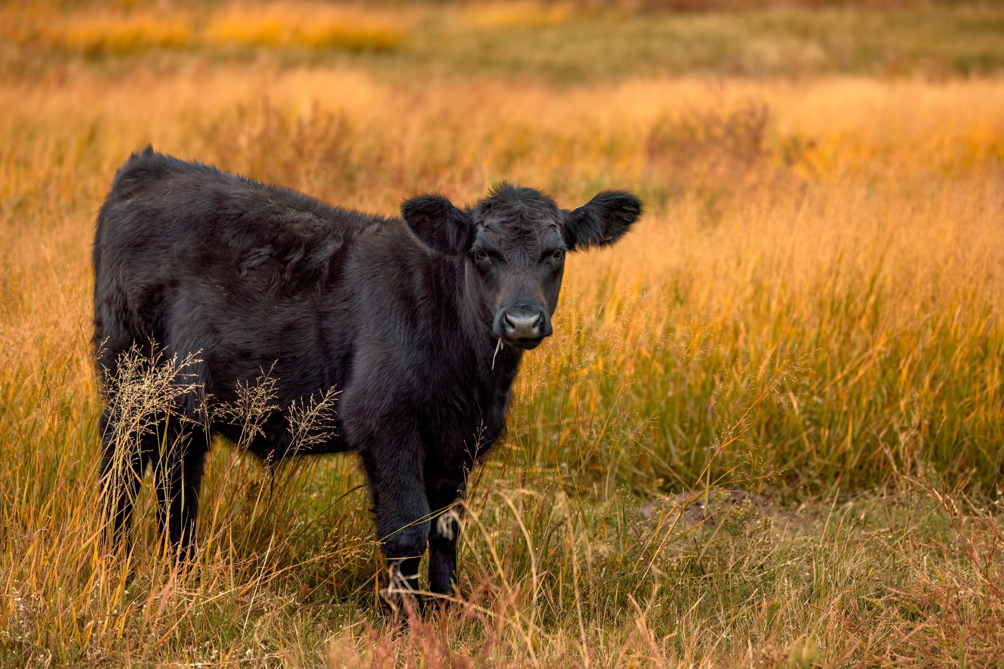 Livestock Apps | Breeding Apps - Herdwatch